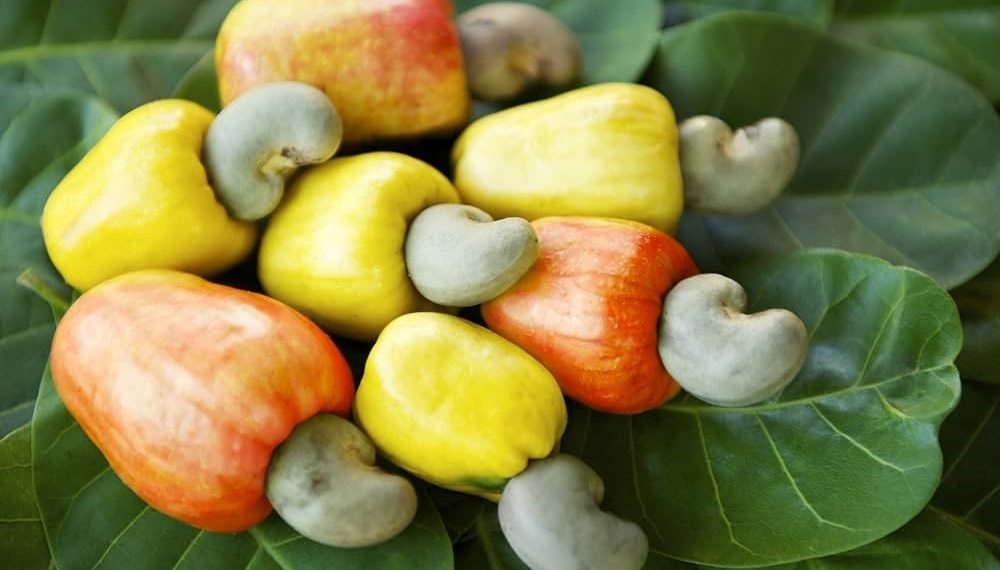 Unlocking the Potentials of Cashew Nuts Value Chain in Kogi State - Raw ...