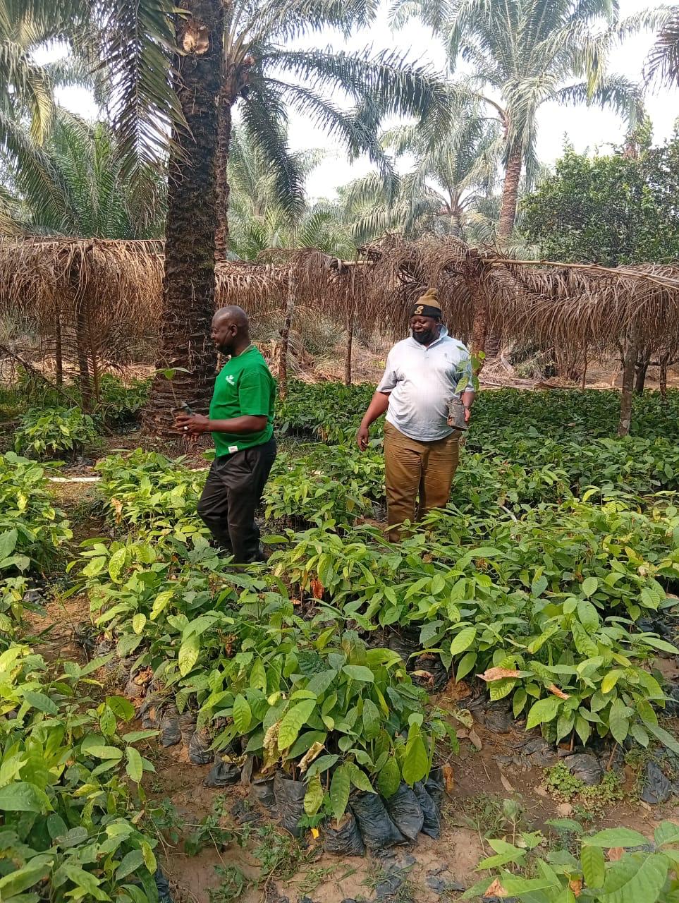RMRDC Backs Cocoa–Oil Palm Intercropping in Taraba as Model for ...